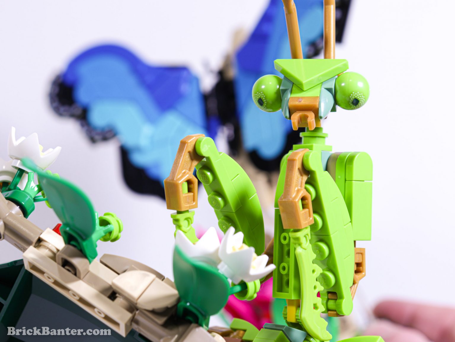 Review: LEGO Ideas - The Insect Collection - 21342